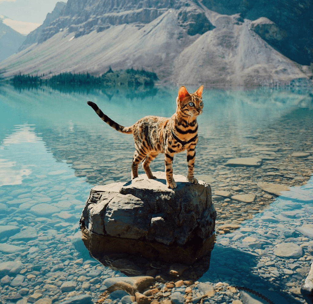 Meet Suki, an Insanely Photogenic Traveling Cat - TettyBetty