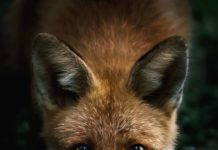 Meet Merlin, The Grumpy Ragdoll Cat | TettyBetty