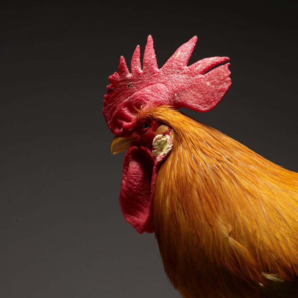 This Photographer Captures The Most Beautiful Chickens In The World ...