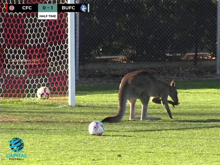 Kangaroo stops football match for over half an hour - TettyBetty