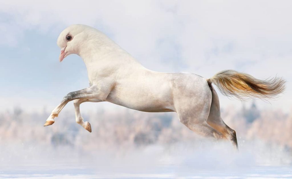 Artist Creates New Species of Animals Through Photoshop - TettyBetty