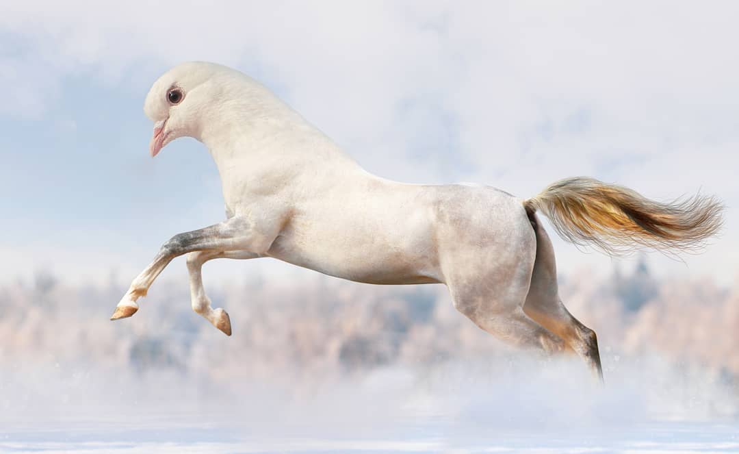 Artist Creates New Species of Animals Through Photoshop - TettyBetty