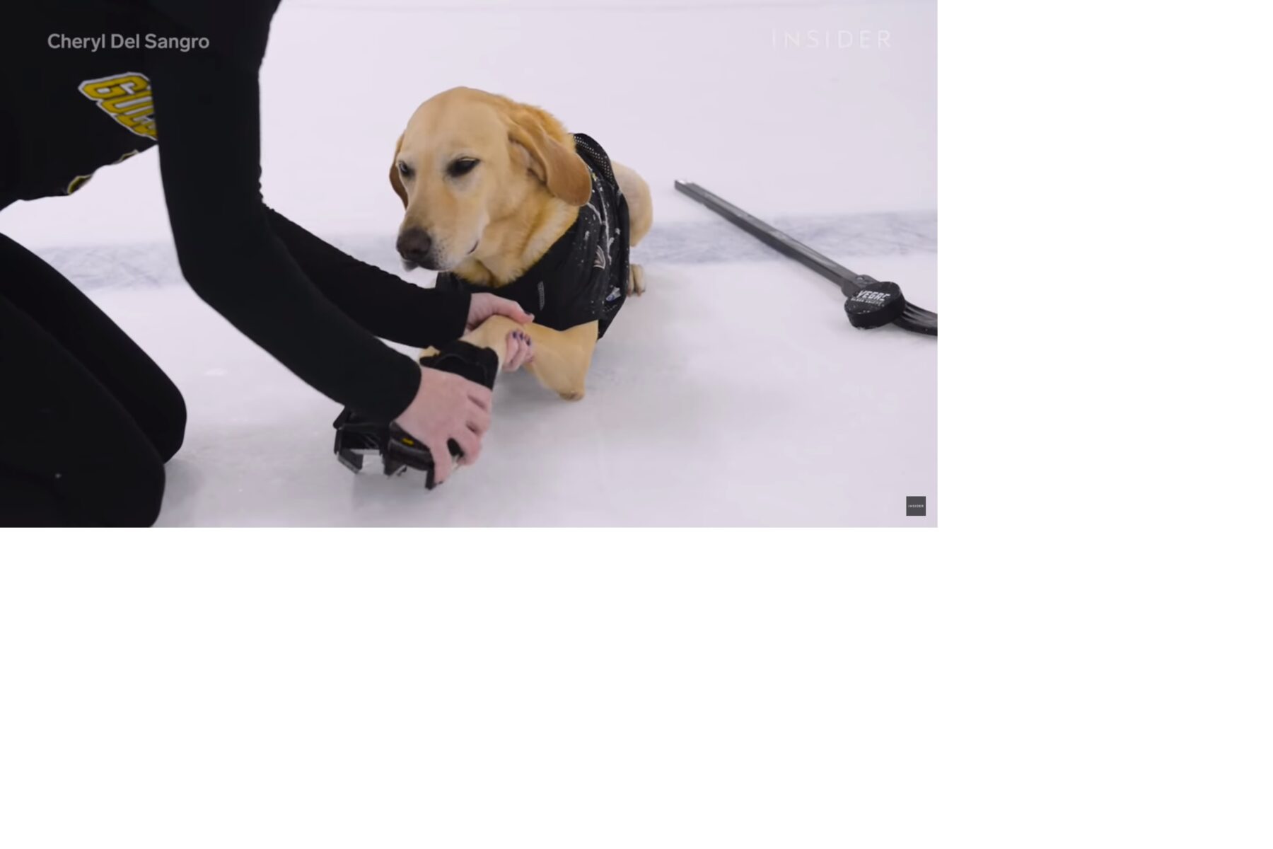 Rescue Dog Learns How to Ice Skate - TettyBetty