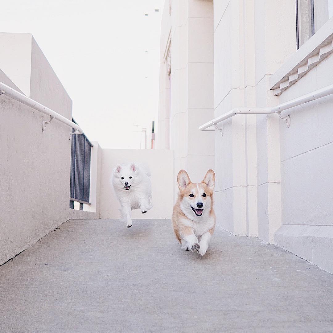 These Are the Cutest Corgis on Instagram - TettyBetty