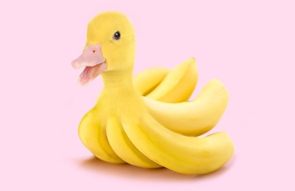 Artist Creates New Animal Species By Blending Two Animals - TettyBetty