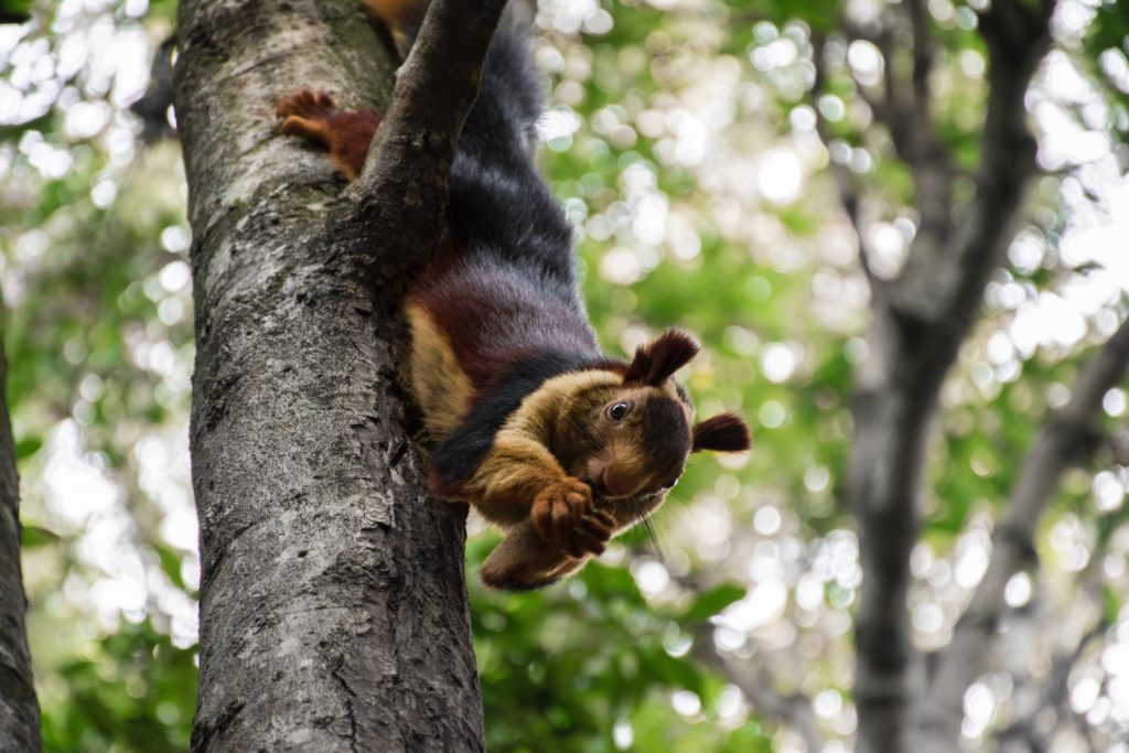 Meet the Malabar Giant: a Beautiful Colorful Squirrel From India ...