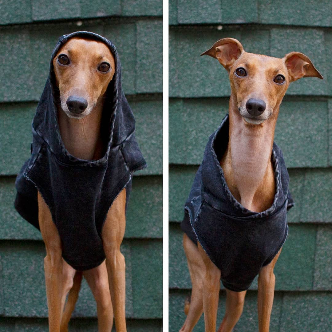 Meet Joey, the Dog Who's Also a Fashion Model - TettyBetty