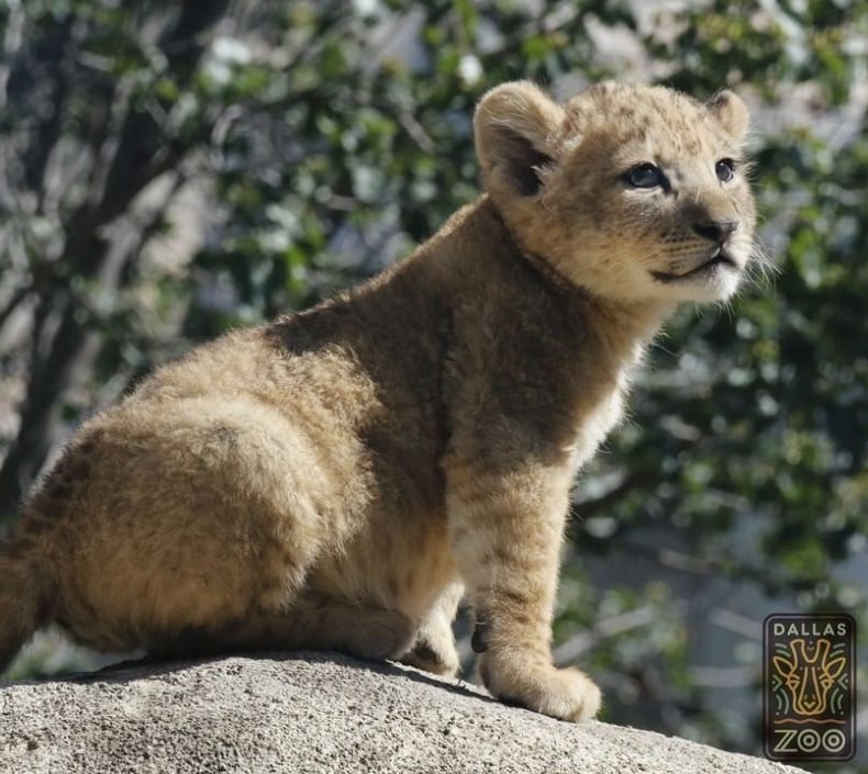 Say Hello to Simba's Model in "The Lion King" Remake - TettyBetty