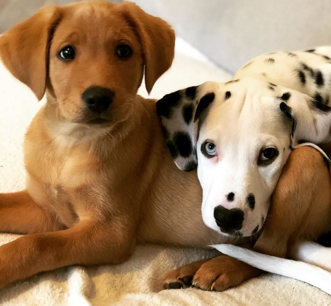 Meet Boris And Doug, The Most Adorable Besties On Instagram - TettyBetty