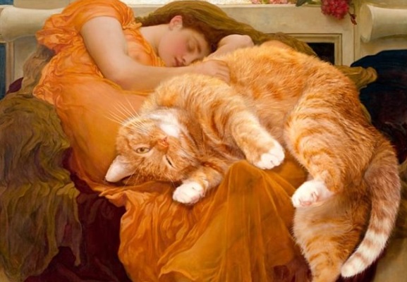 Check Out the Ginger Cat That Became an Internet Sensation - TettyBetty