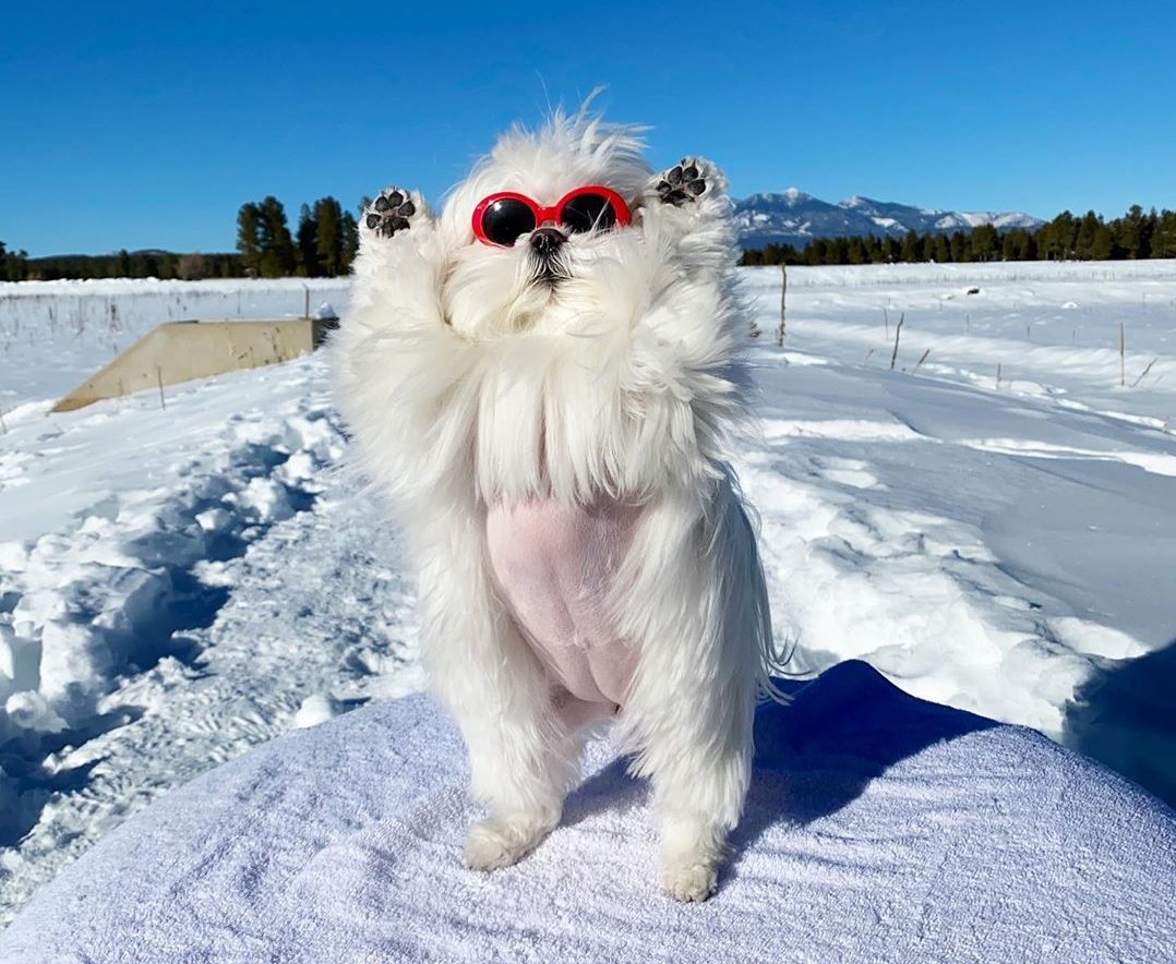 Coco the Maltese Likes Putting Her Paws in the Air - TettyBetty