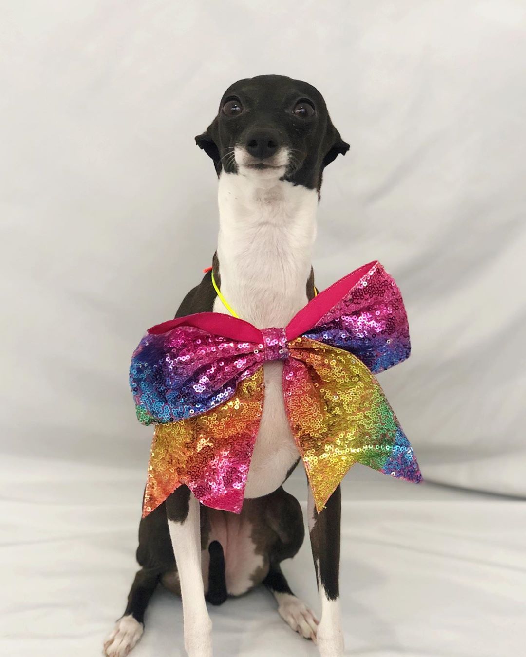 Penelope the Goose: Instagram’s Most Stylish Greyhound