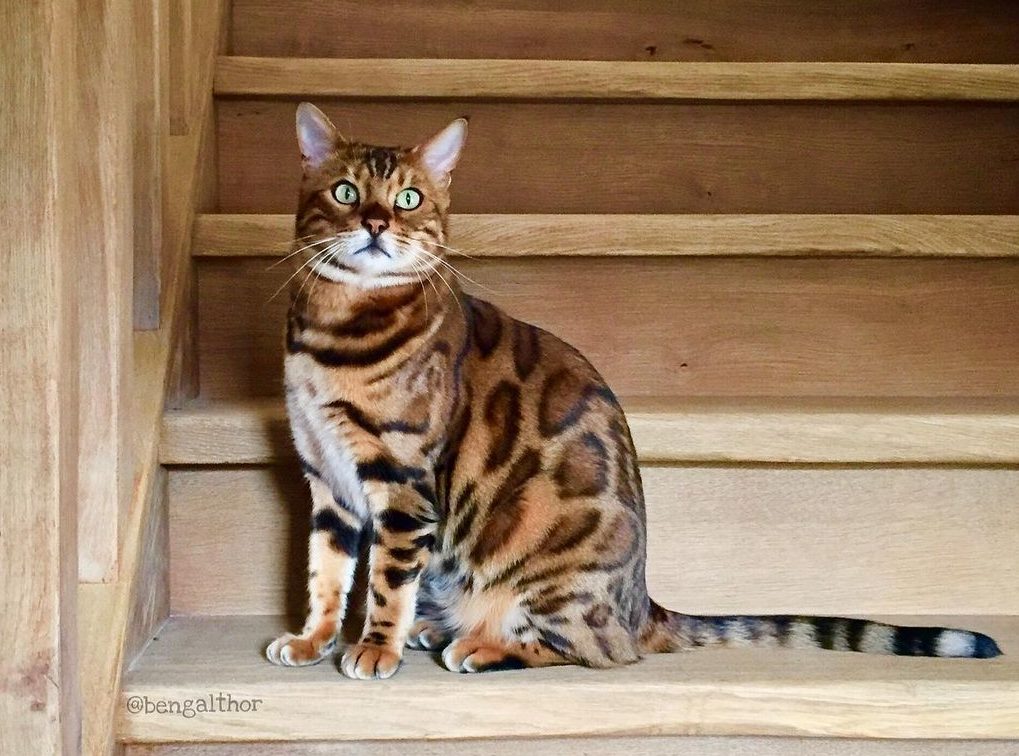 Thor the Bengal is Mesmerizing Instagram with His Beautiful Fur