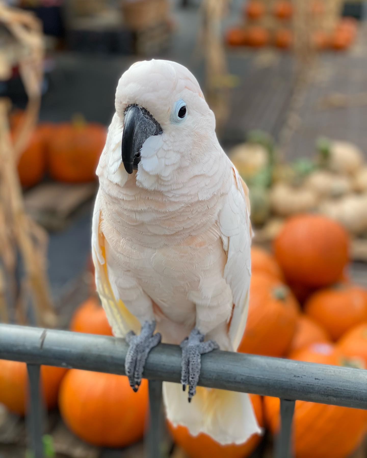 Silly Cockatoo Mr. Beau Jangles is Taking Instagram and TikTok By Storm ...
