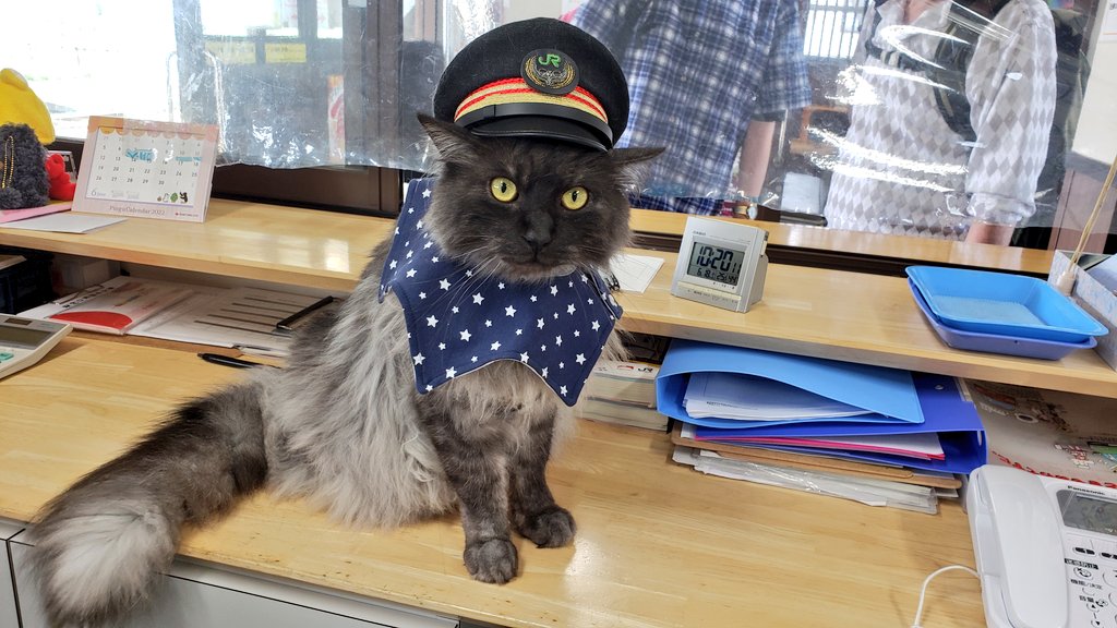 Someone is Posting Cats With Jobs on Twitter, and It's Hilarious ...